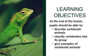 Science-Vertebrate-Animals-Presentation.pptx