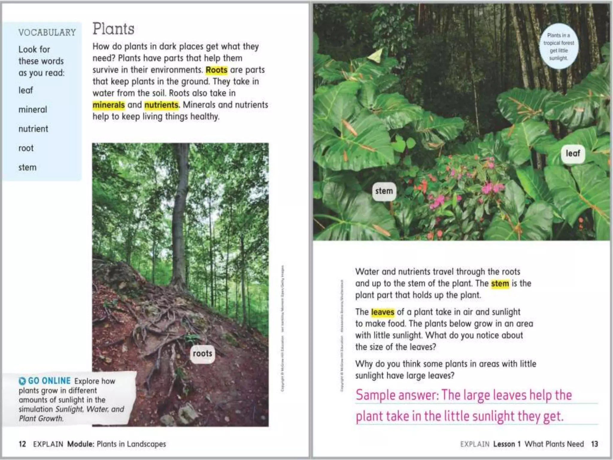 Science-What-do-plants-need-to-grow-PowerPoint.pptx | Gardening | Home ...