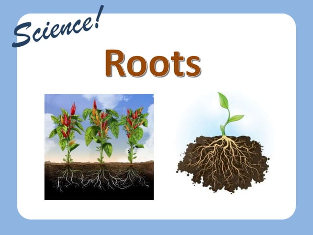 Science-What-do-plants-need-to-grow-PowerPoint.pptx | Gardening | Home ...