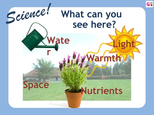 Science-What-do-plants-need-to-grow-PowerPoint.pptx