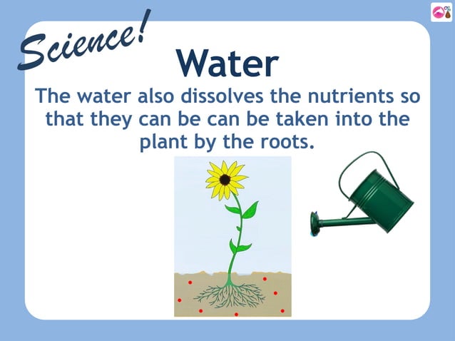 Science-What-do-plants-need-to-grow-PowerPoint.pptx