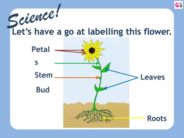 Science-What-do-plants-need-to-grow-PowerPoint.pptx