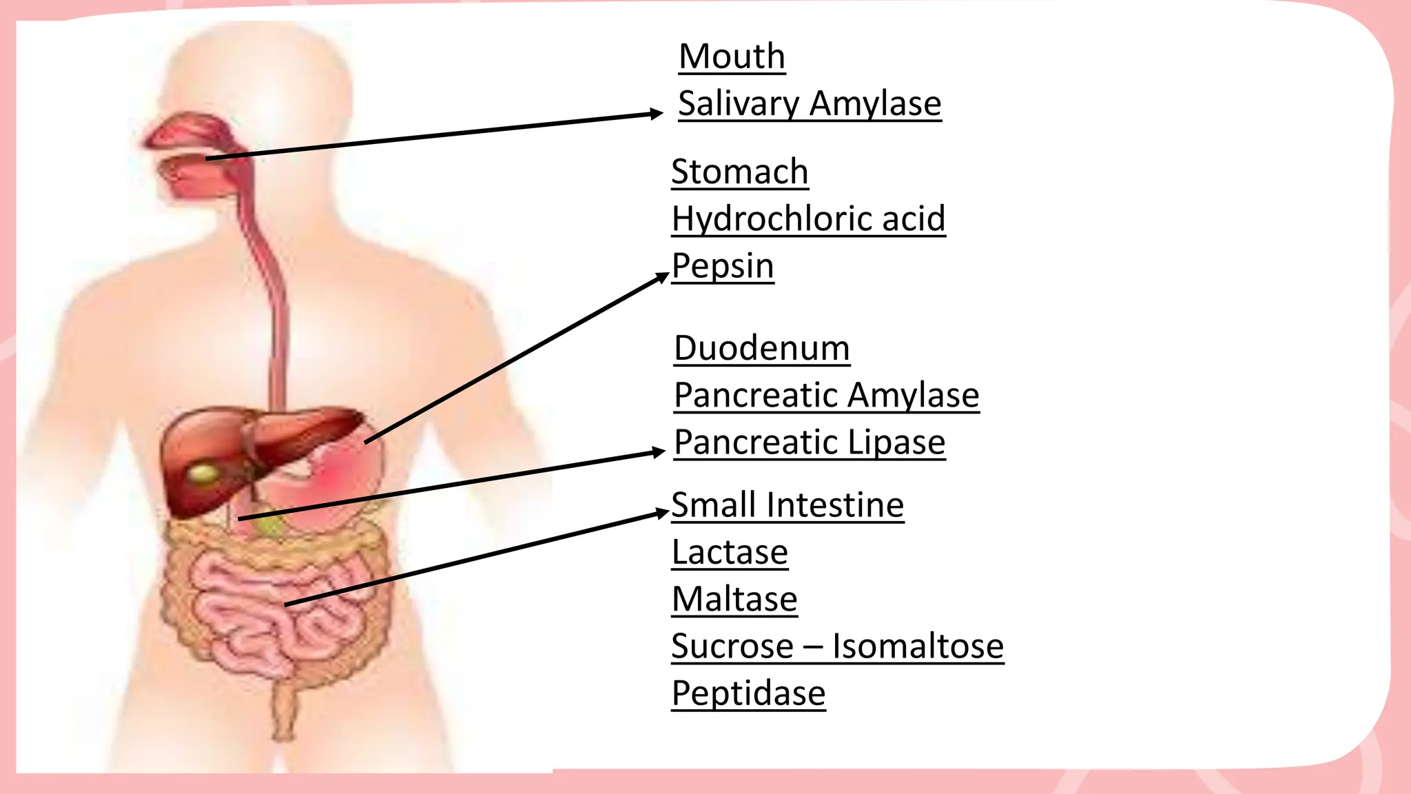 science 8 about the digestive system.pptx