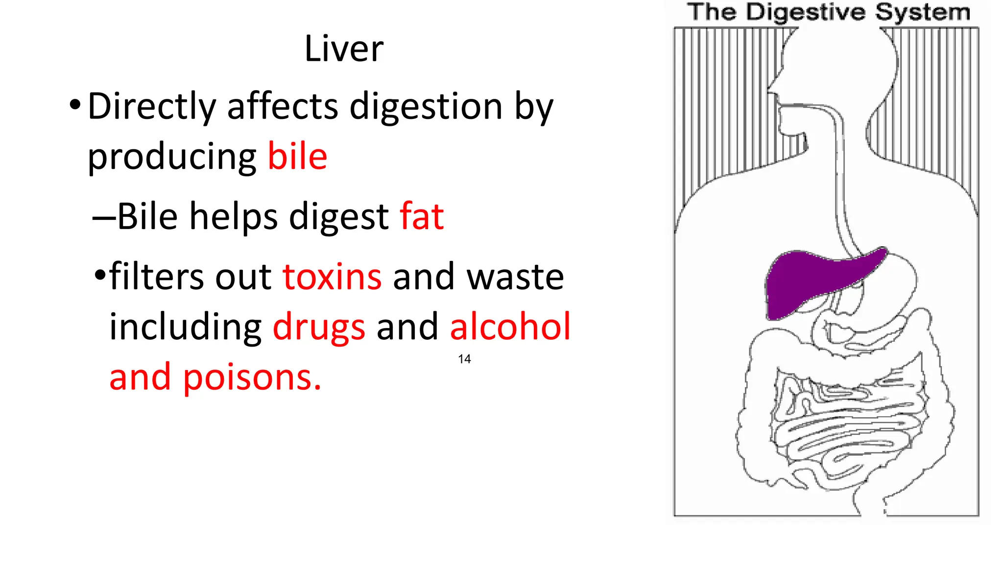 science 8 about the digestive system.pptx