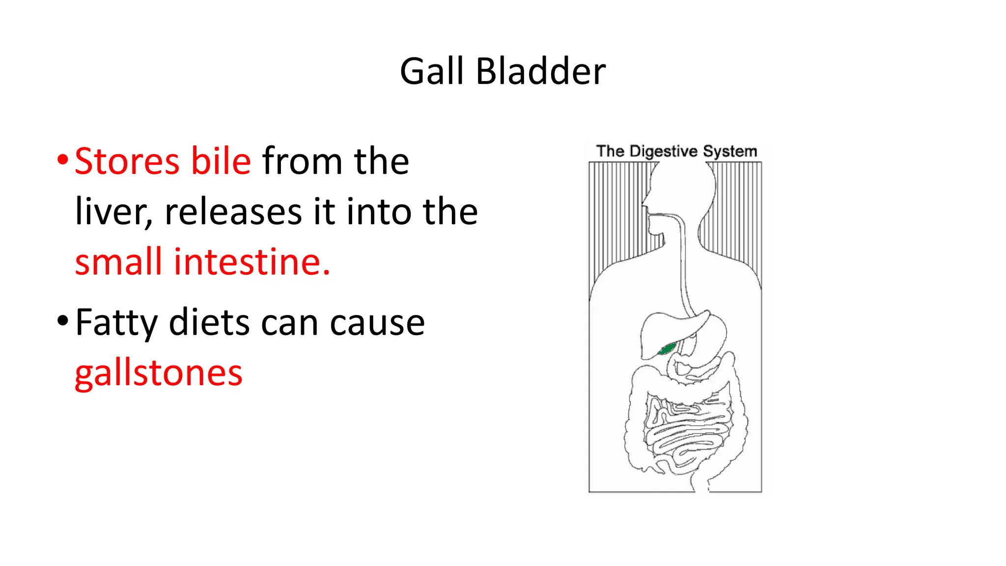 science 8 about the digestive system.pptx