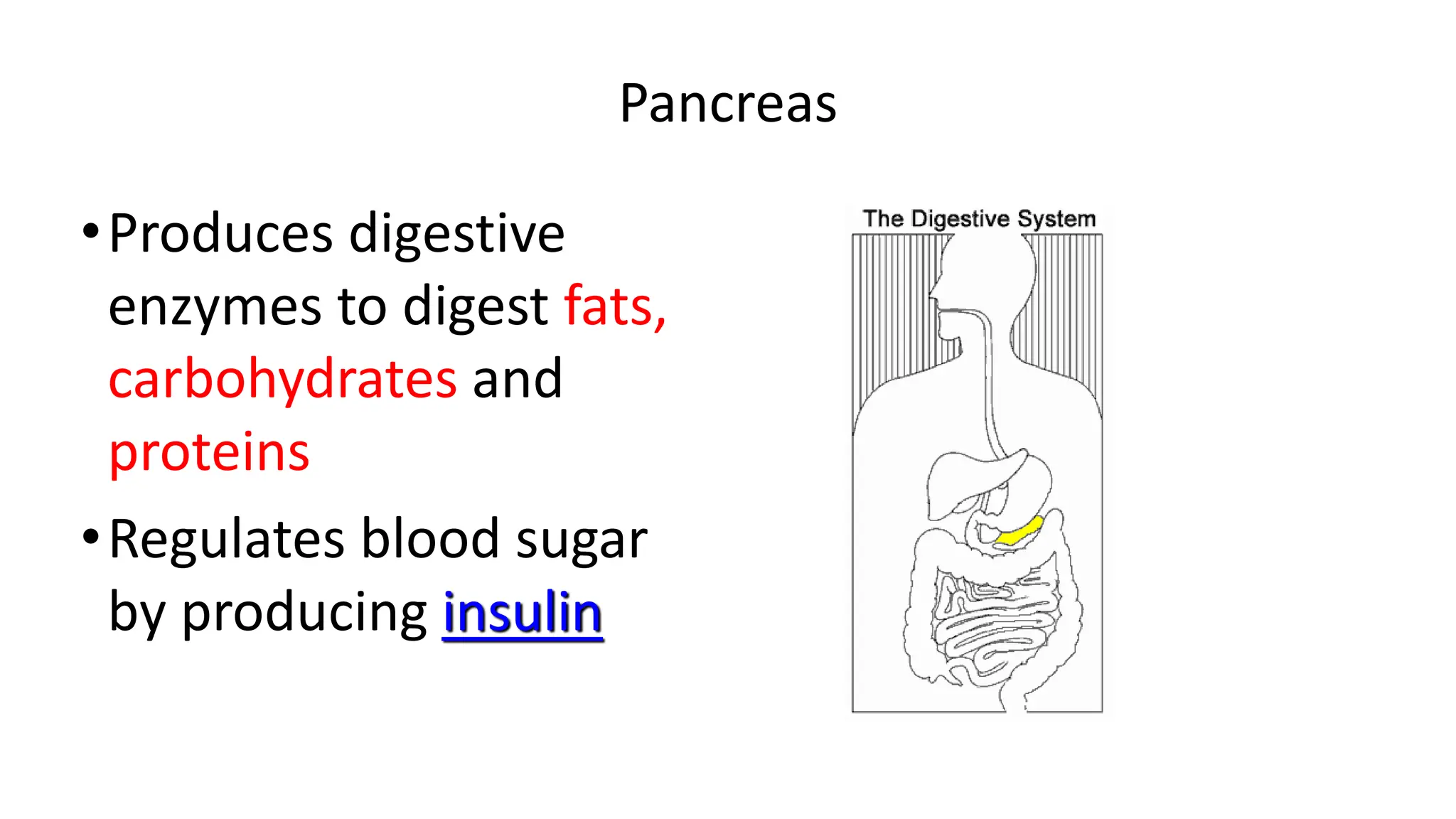 science 8 about the digestive system.pptx