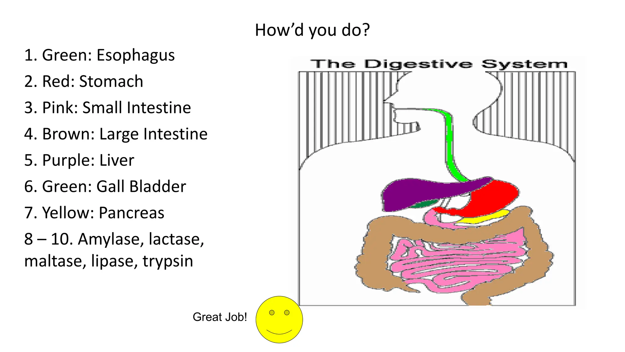 science 8 about the digestive system.pptx