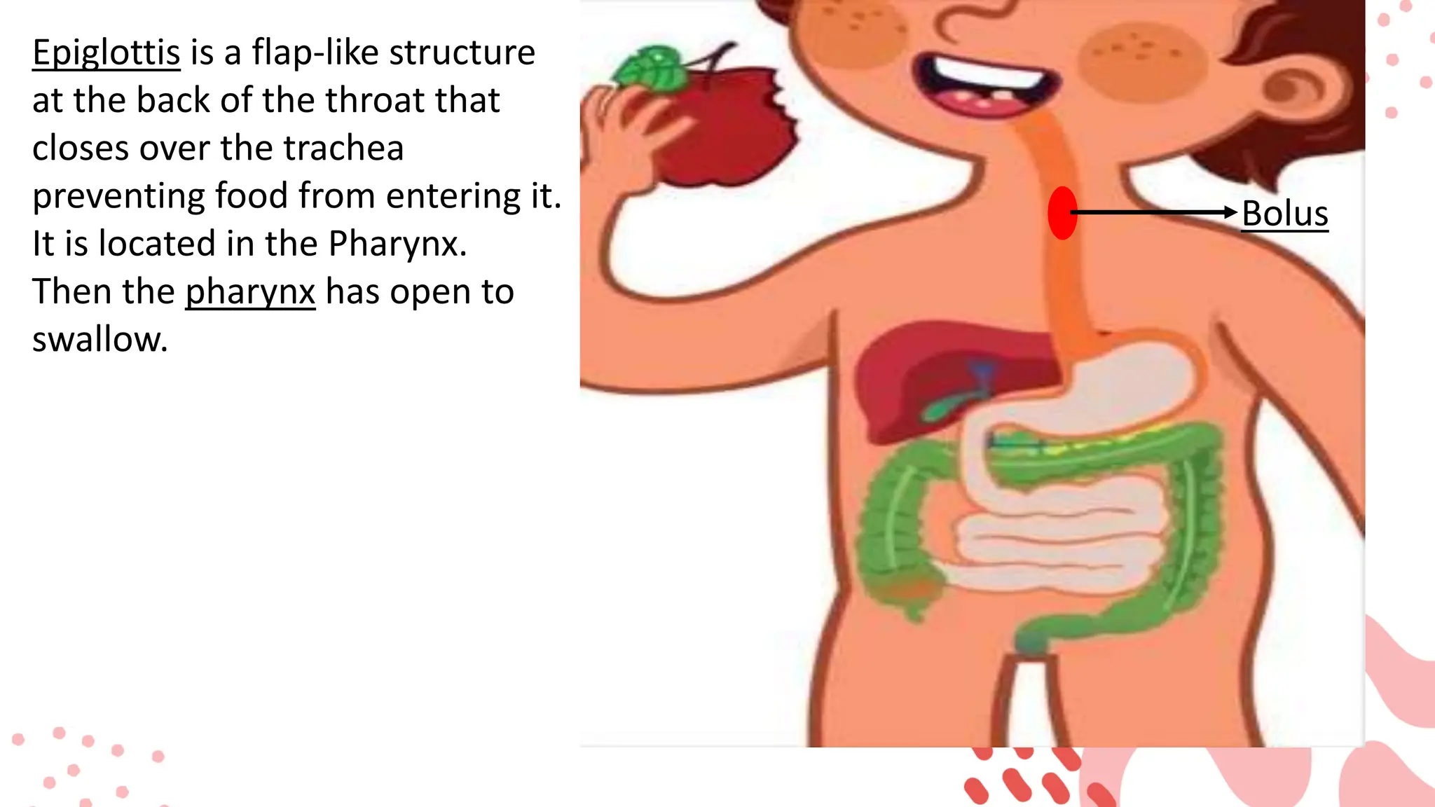 science 8 about the digestive system.pptx