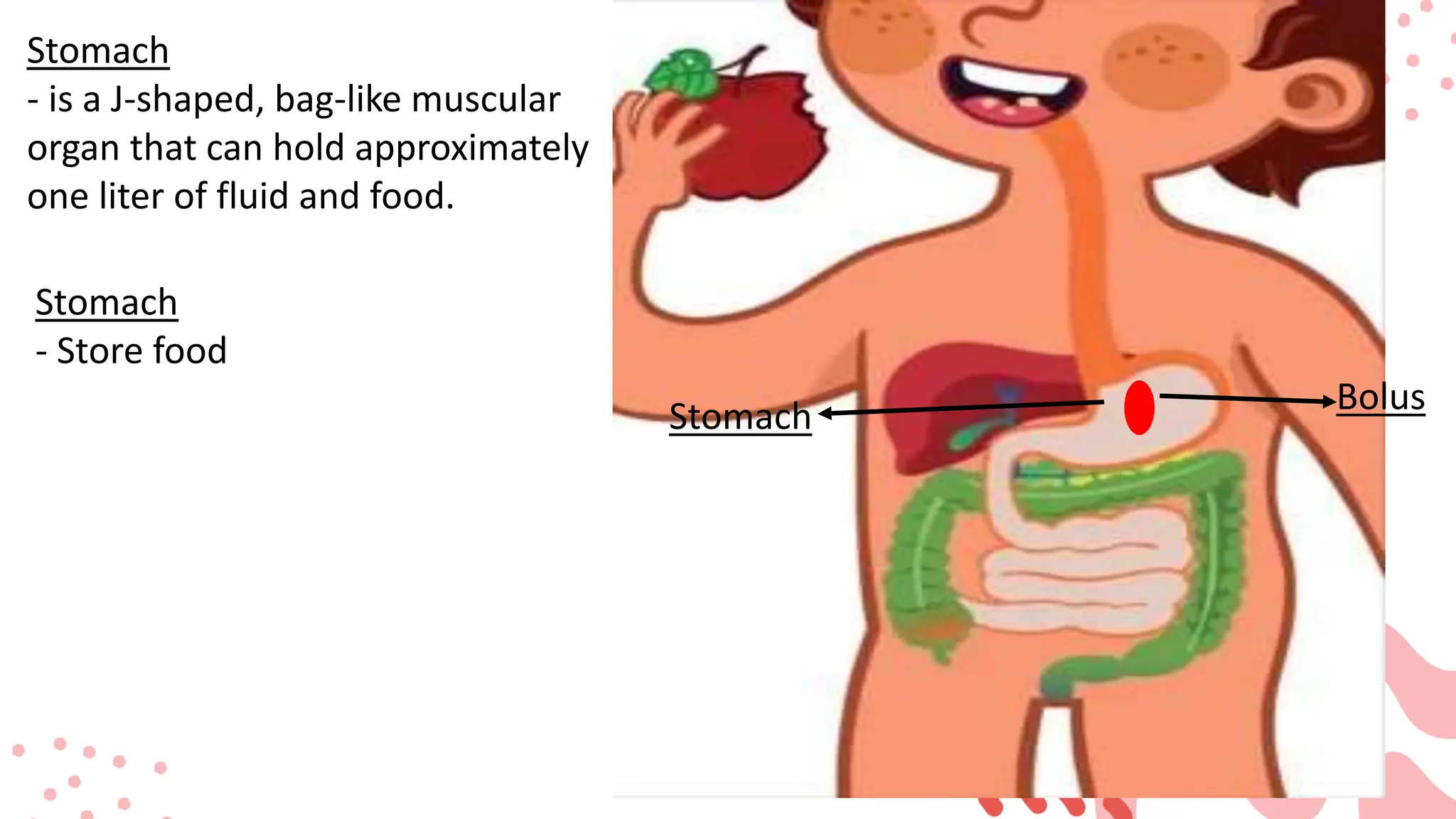 science 8 about the digestive system.pptx