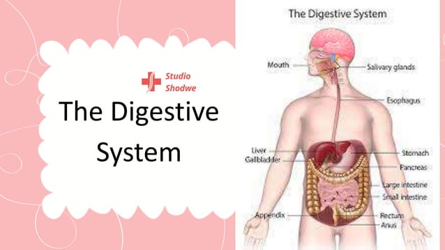 science 8 about the digestive system.pptx