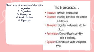science 8 about the digestive system.pptx