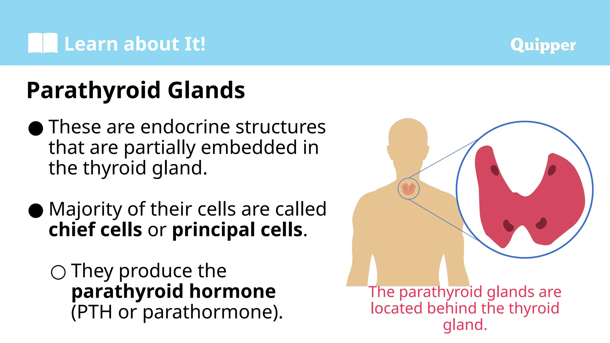 Science 10 A2.3 The Major Peripheral Endocrine Glands.pptx