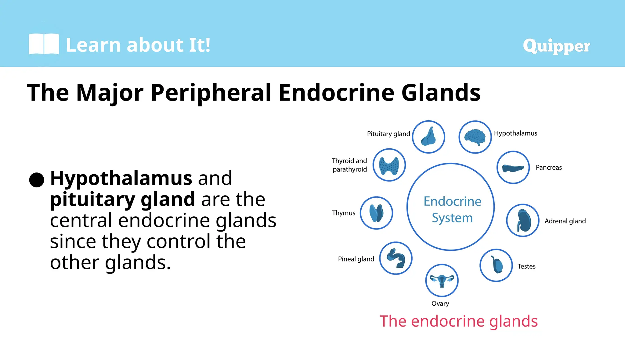 Science 10 A2.3 The Major Peripheral Endocrine Glands.pptx