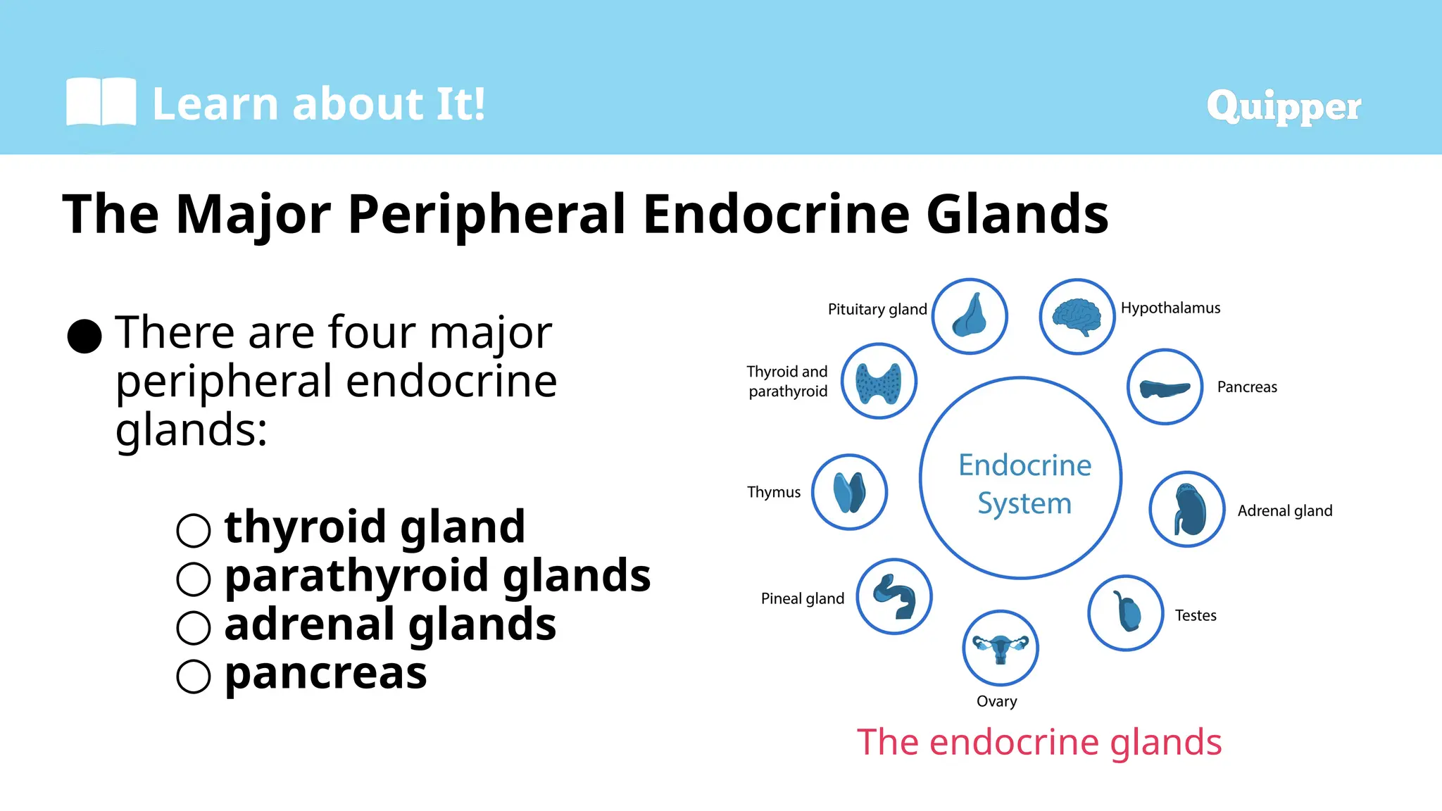 Science 10 A2.3 The Major Peripheral Endocrine Glands.pptx