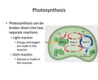 science_10_biology_3.2 | PPTX