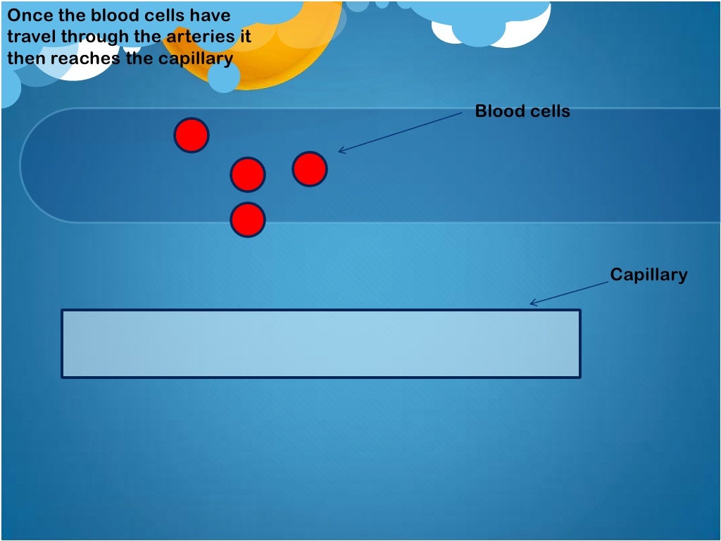 The path of a red blood cell through the body to the heart