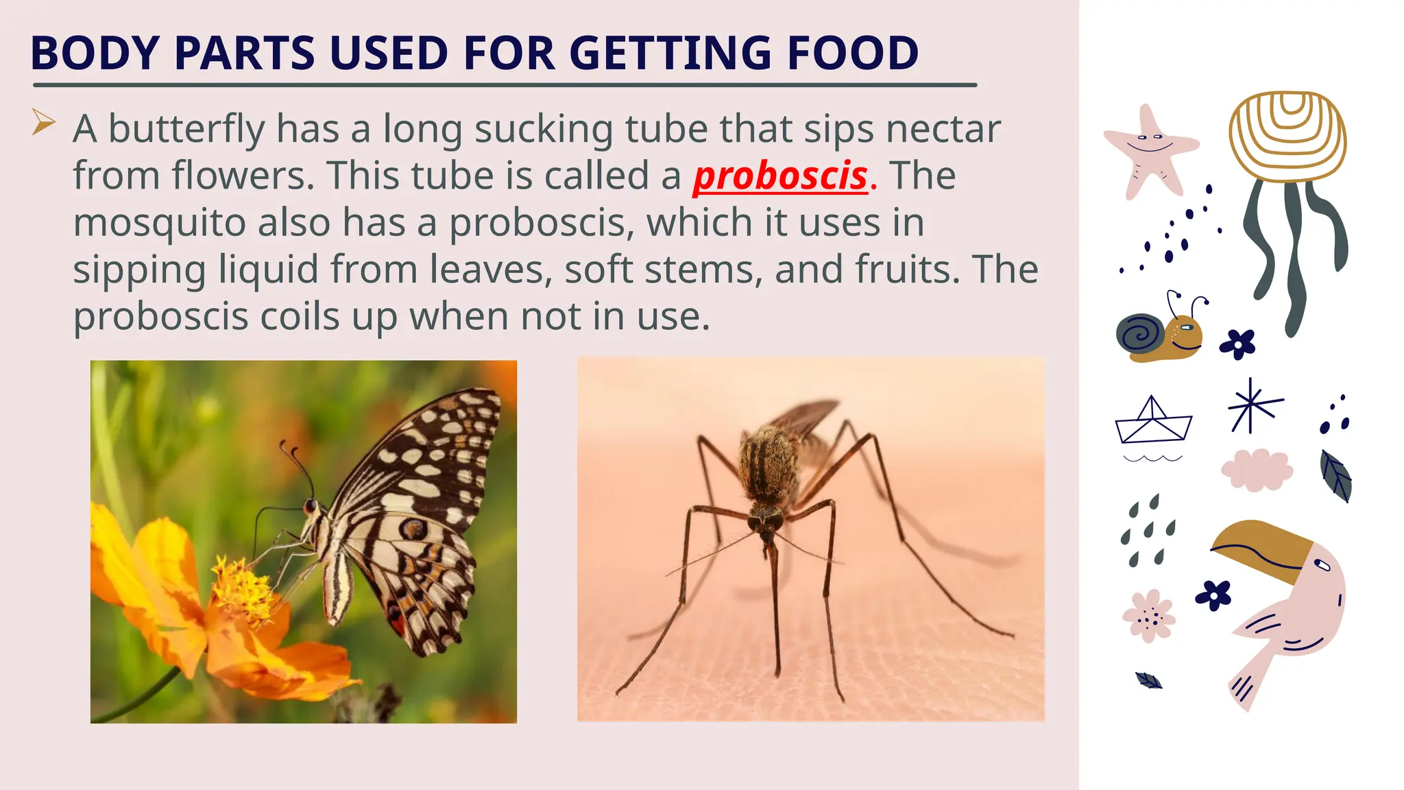 Science 2ndQ Lesson 1 - Body Parts that Helps Animals and Animal ...