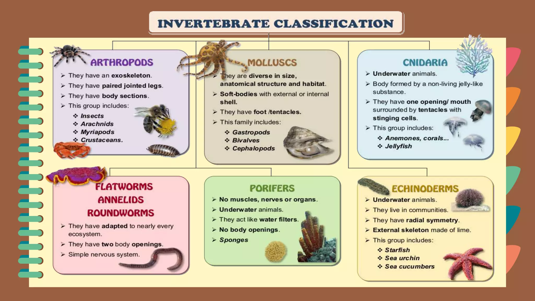 Vertebrates and Invertebrates | PPT
