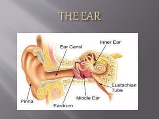 Parts Of The Ears For Grade 3