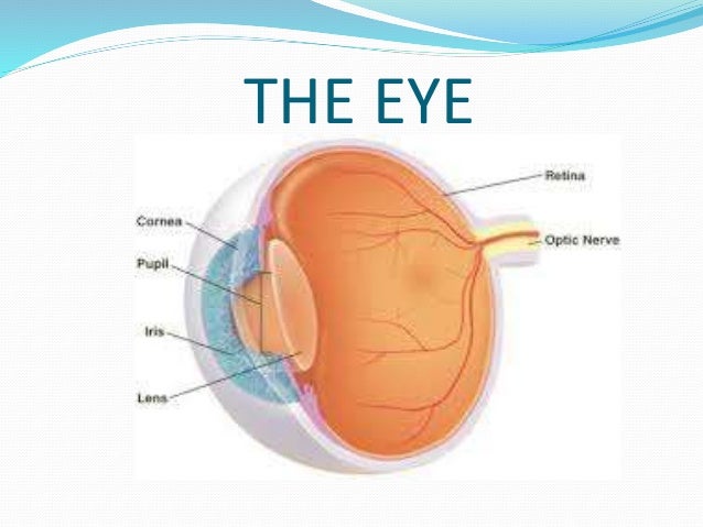 Science 3 Parts Of The Eye Science 3 Parts Of The Eye