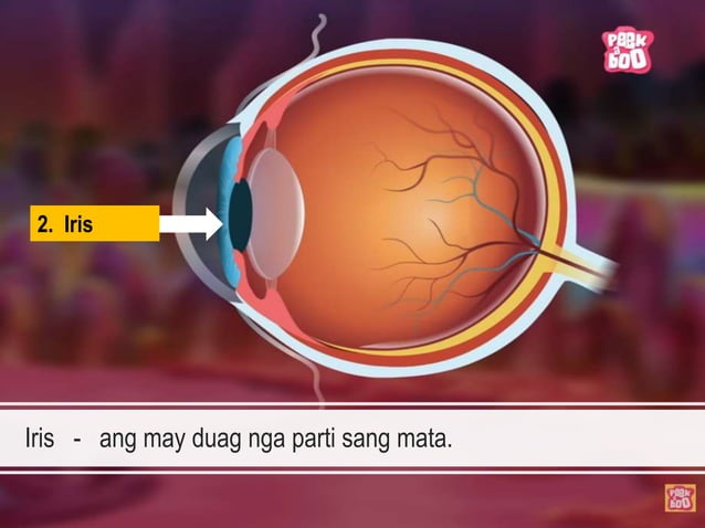 Mga Parte Sang Mata | PPTX