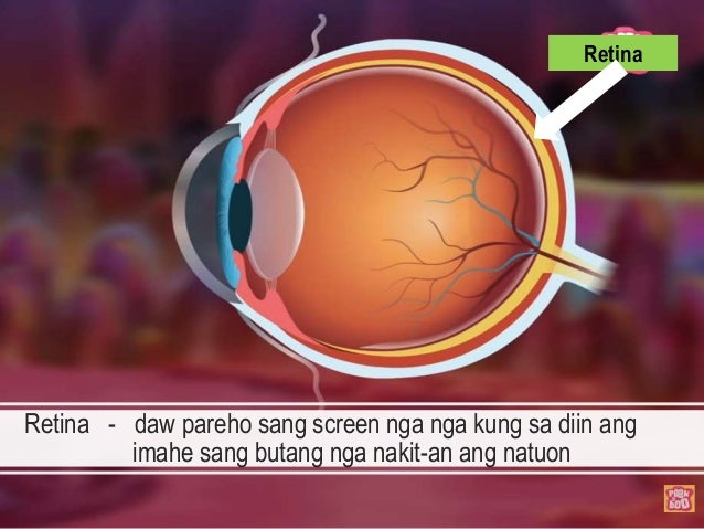 Mga Bahagi Ng Mata Ppt - desabahagi Mga Bahagi Ng Mata Ppt - desabahagi