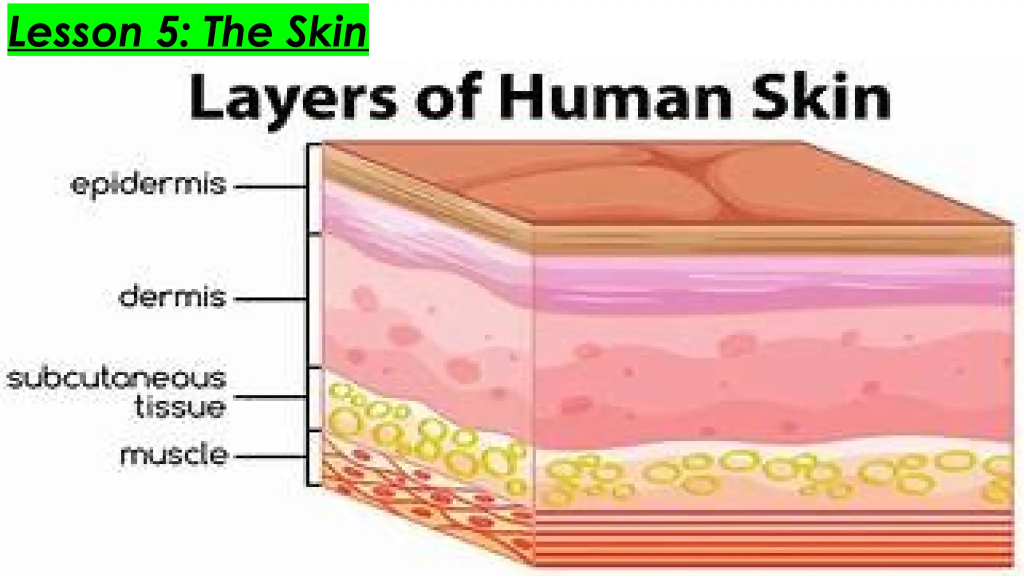 SCIENCE 3 Q2-WEEK 1.pptx. lesson 1. The learners should be able to ...