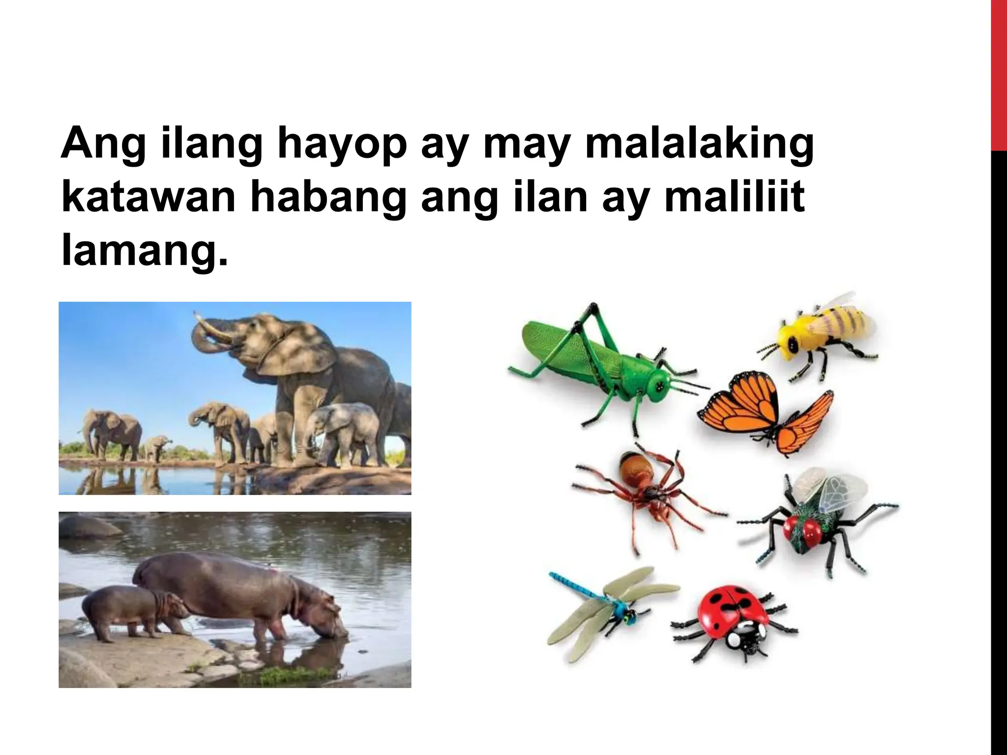 Katangian ng mga hayop sa ating pamayanan | PPTX