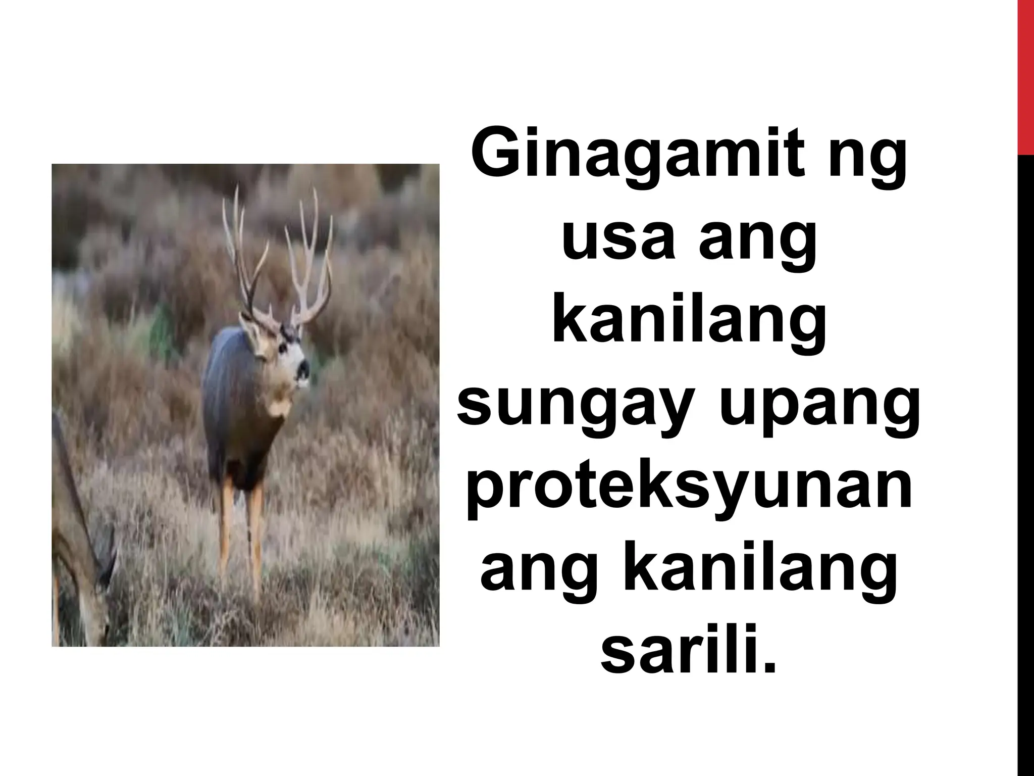 Katangian ng mga hayop sa ating pamayanan | PPTX