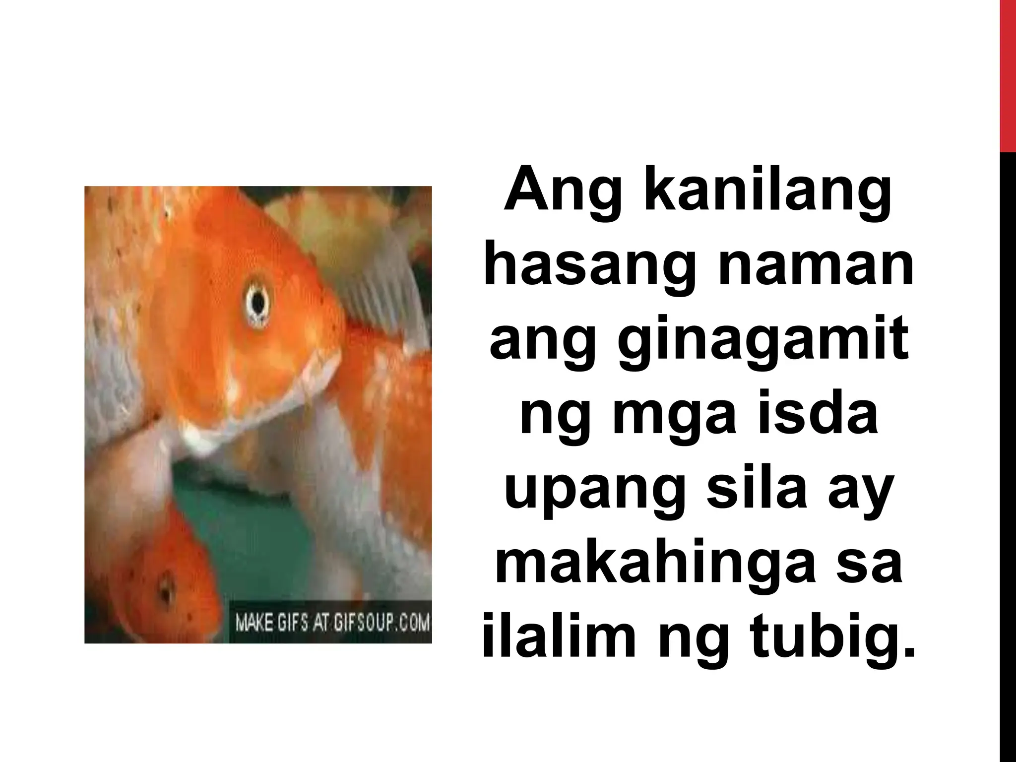 Katangian ng mga hayop sa ating pamayanan | PPTX