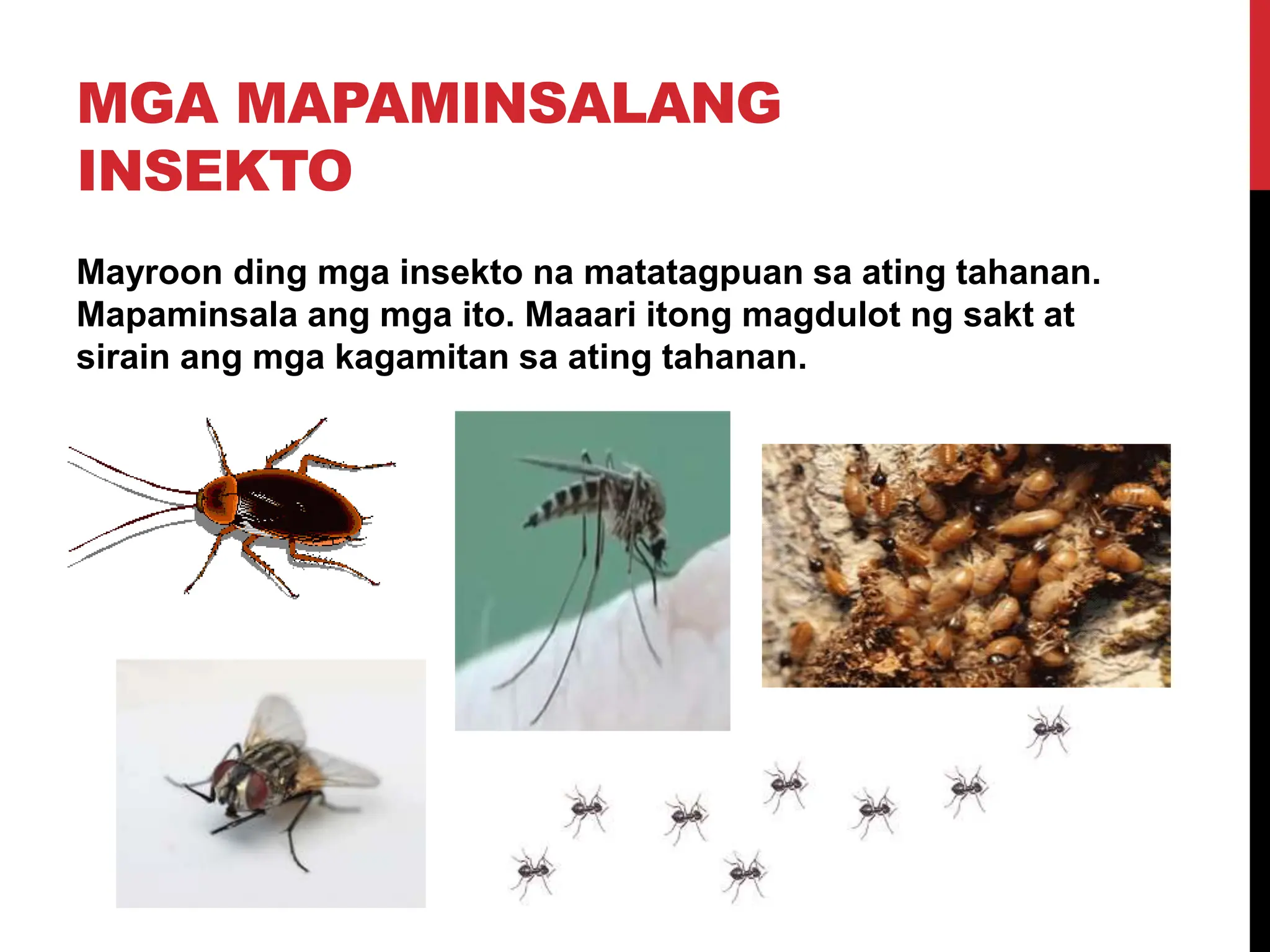 Katangian ng mga hayop sa ating pamayanan | PPTX