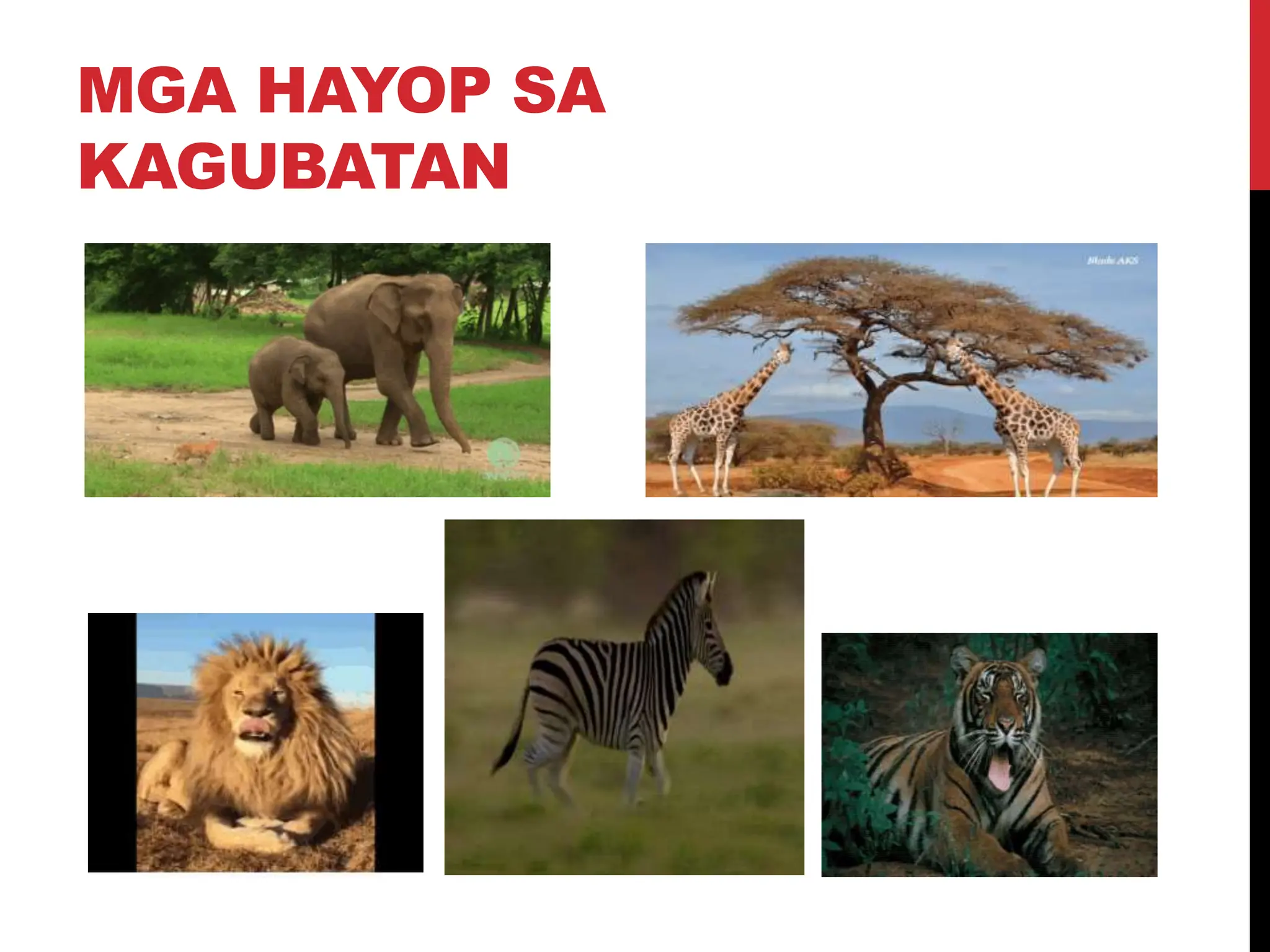 Katangian ng mga hayop sa ating pamayanan | PPTX
