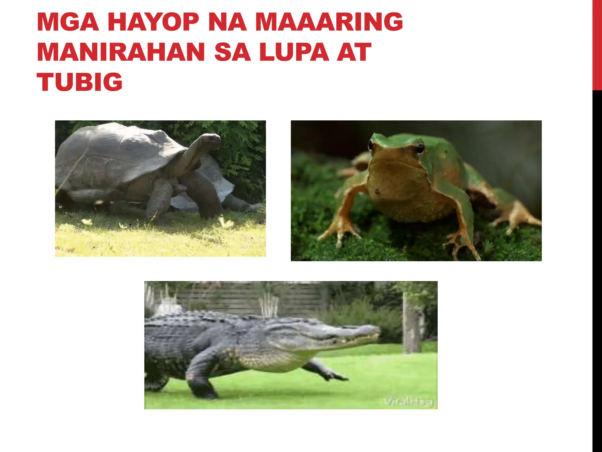 Katangian ng mga hayop sa ating pamayanan | PPTX