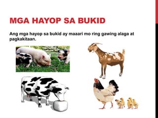 Katangian ng mga hayop sa ating pamayanan | PPTX