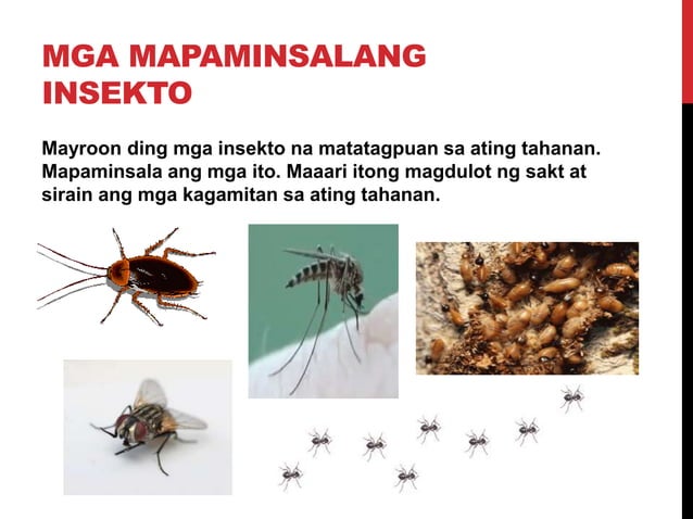 Katangian ng mga hayop sa ating pamayanan | PPTX