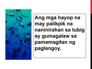 Katangian ng mga hayop sa ating pamayanan | PPT