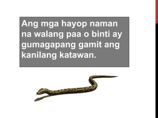 Katangian ng mga hayop sa ating pamayanan | PPT