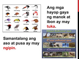 Katangian ng mga hayop sa ating pamayanan | PPT