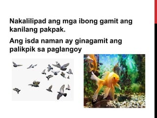 Katangian ng mga hayop sa ating pamayanan | PPT