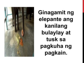 Katangian ng mga hayop sa ating pamayanan | PPT