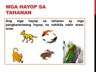 Katangian ng mga hayop sa ating pamayanan | PPT