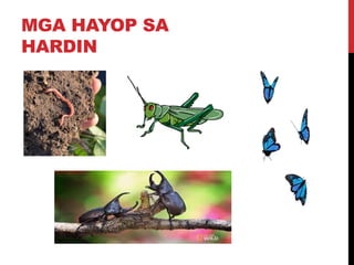 Katangian ng mga hayop sa ating pamayanan | PPT