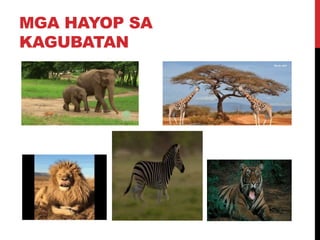 Katangian ng mga hayop sa ating pamayanan | PPT