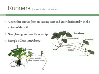 Science form 3 chapter4.12 vegetative reproduction | PPT