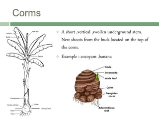 Science form 3 chapter4.12 vegetative reproduction | PPT