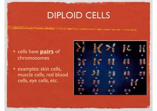 Sexual Reproduction and Meiosis | PDF