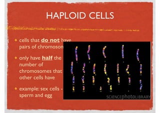 Sexual Reproduction and Meiosis | PDF