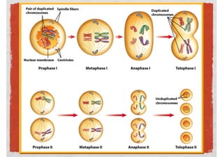 Sexual Reproduction and Meiosis | PDF
