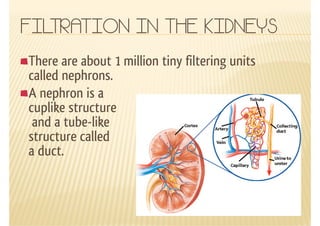 Excretory System | PDF