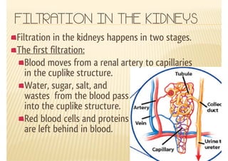 Excretory System | PDF